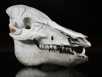 HYDROCAL® WHITE GYPSUM CEMENT, on Designer Pages